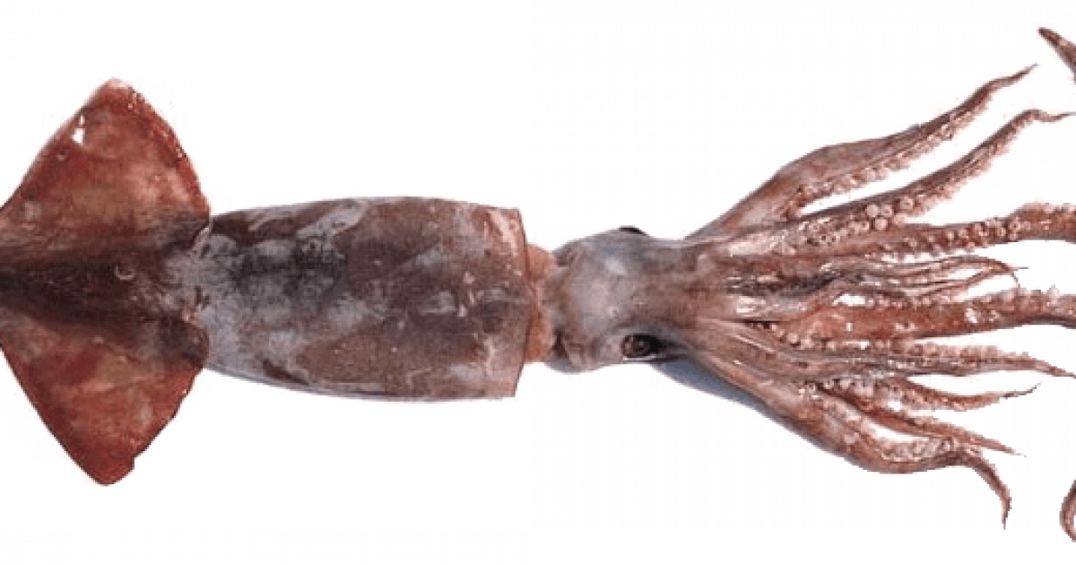 Что за кальмар dosidicus gigas?